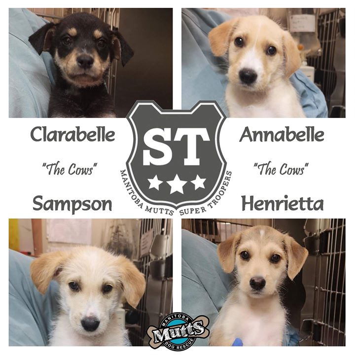 Home - Manitoba Mutts Dog Rescue