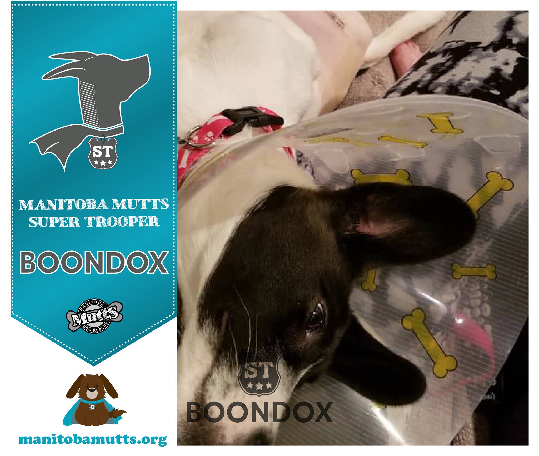 Home - Manitoba Mutts Dog Rescue