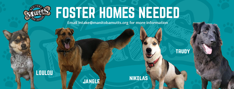 Home - Manitoba Mutts Dog Rescue