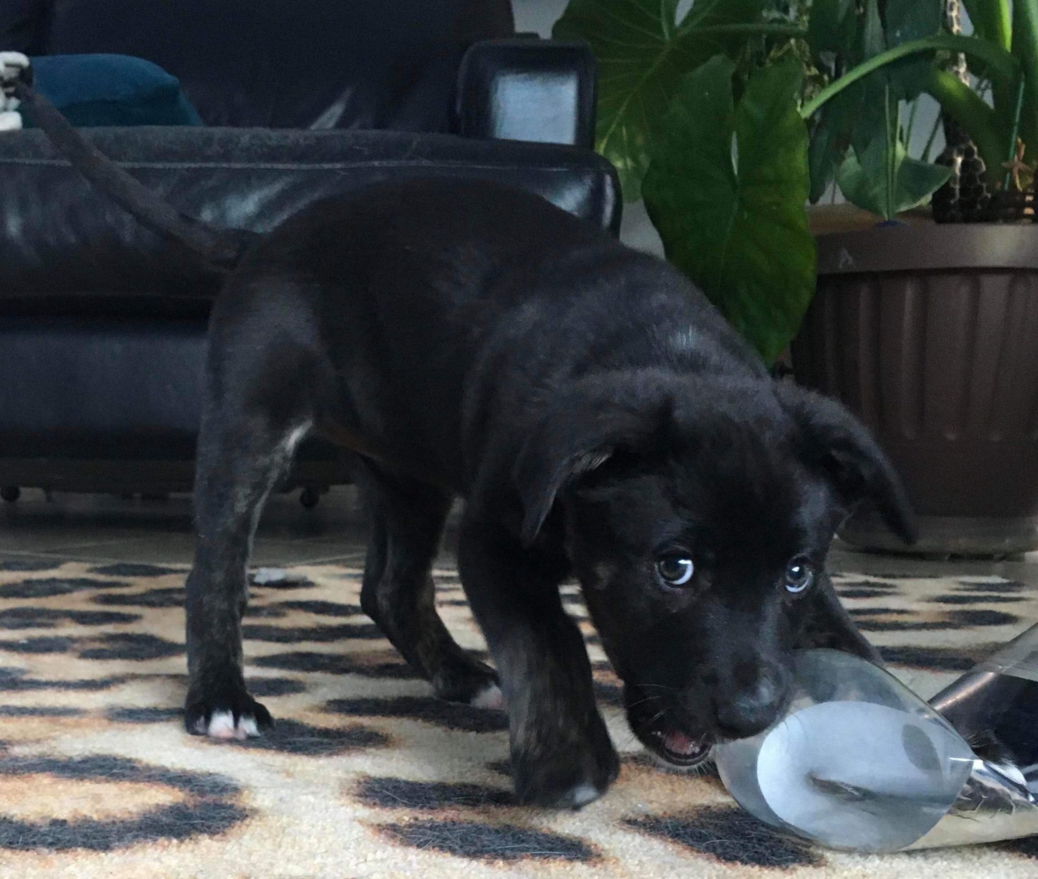 Ariel - Manitoba Mutts Dog Rescue