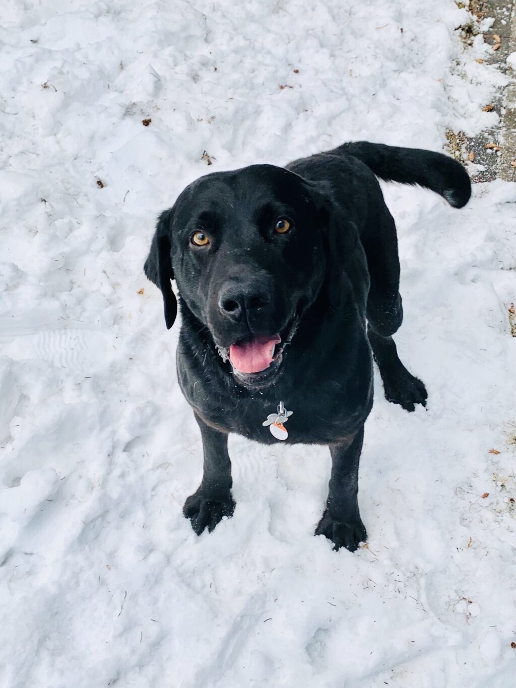 Sheriff - Manitoba Mutts Dog Rescue