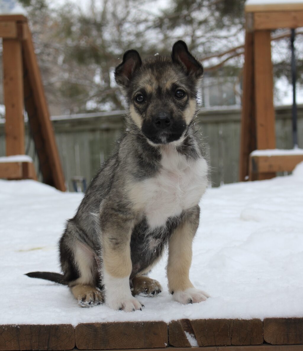 Manta - Manitoba Mutts Dog Rescue