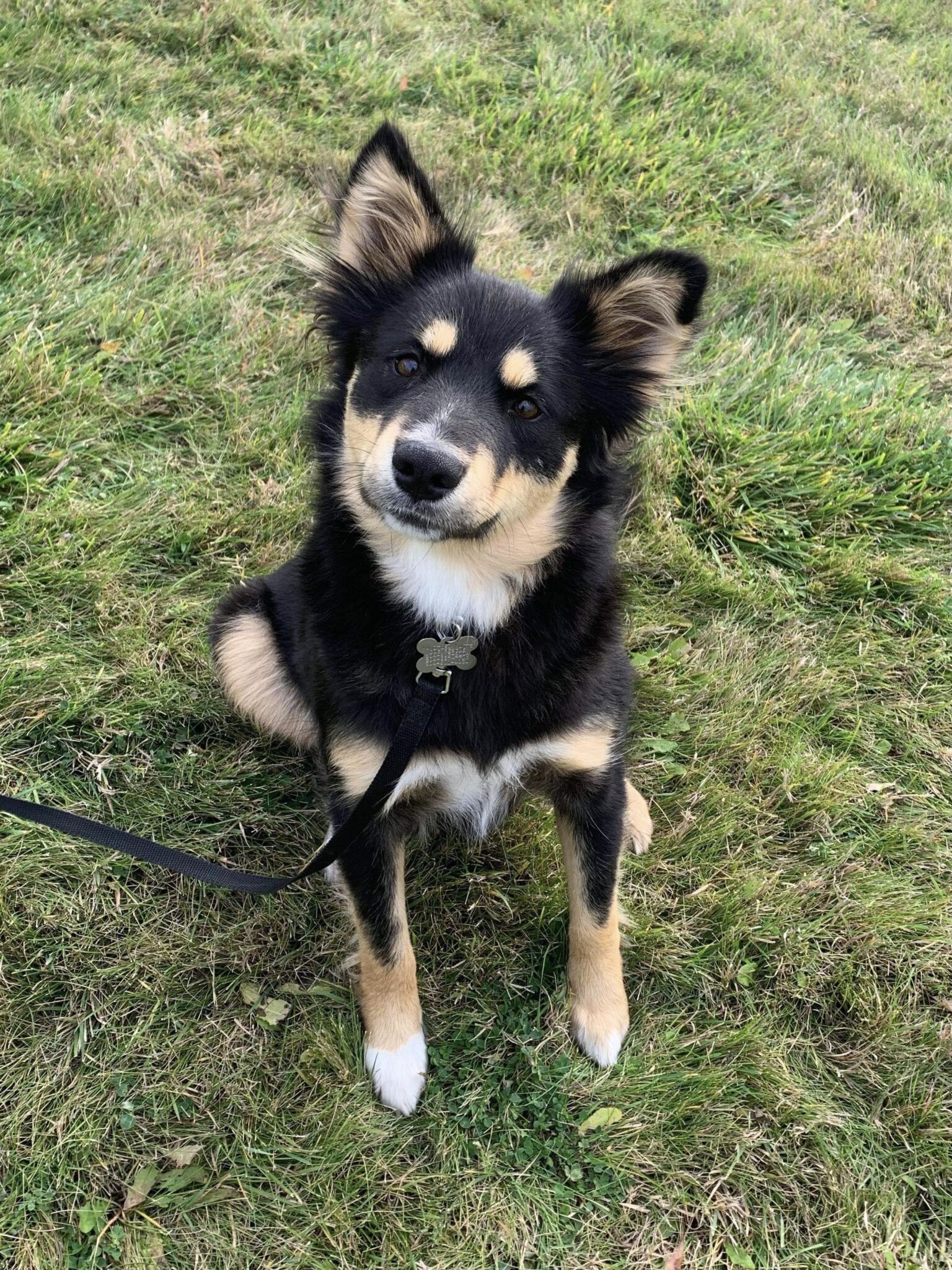 Ciri - Manitoba Mutts Dog Rescue