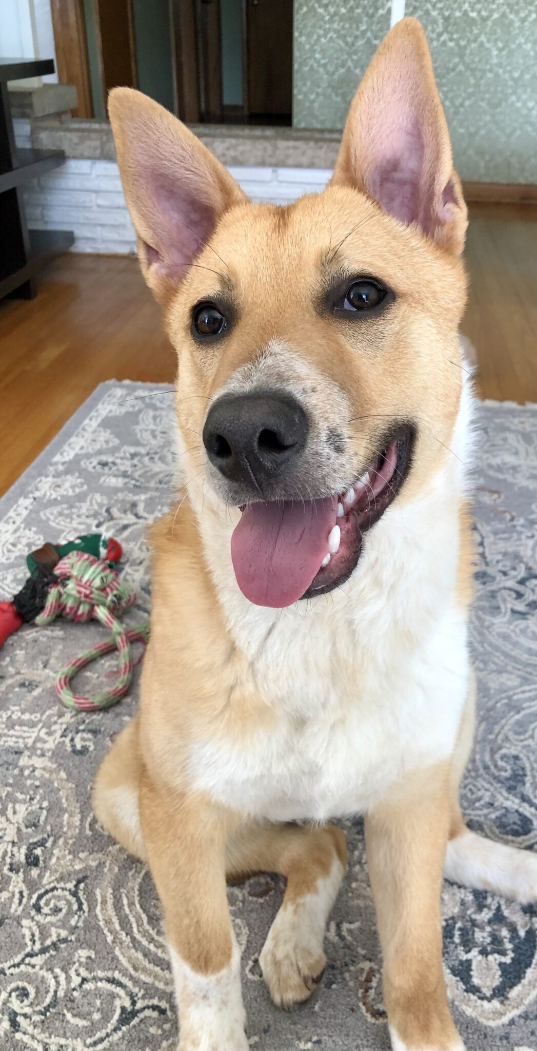 Beijing - Manitoba Mutts Dog Rescue