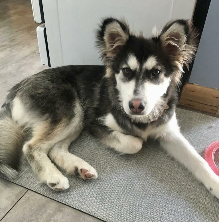 Adoptable Dogs - Manitoba Mutts Dog Rescue