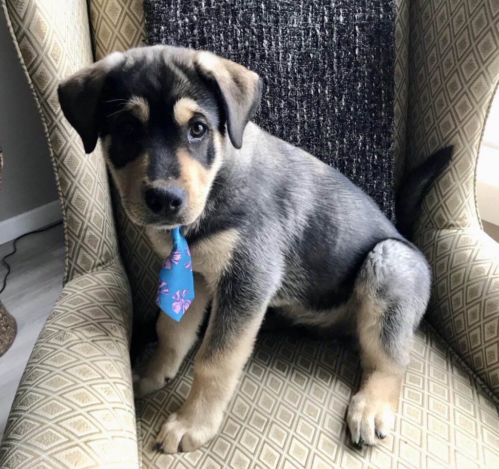 Adoptable Dogs - Manitoba Mutts Dog Rescue