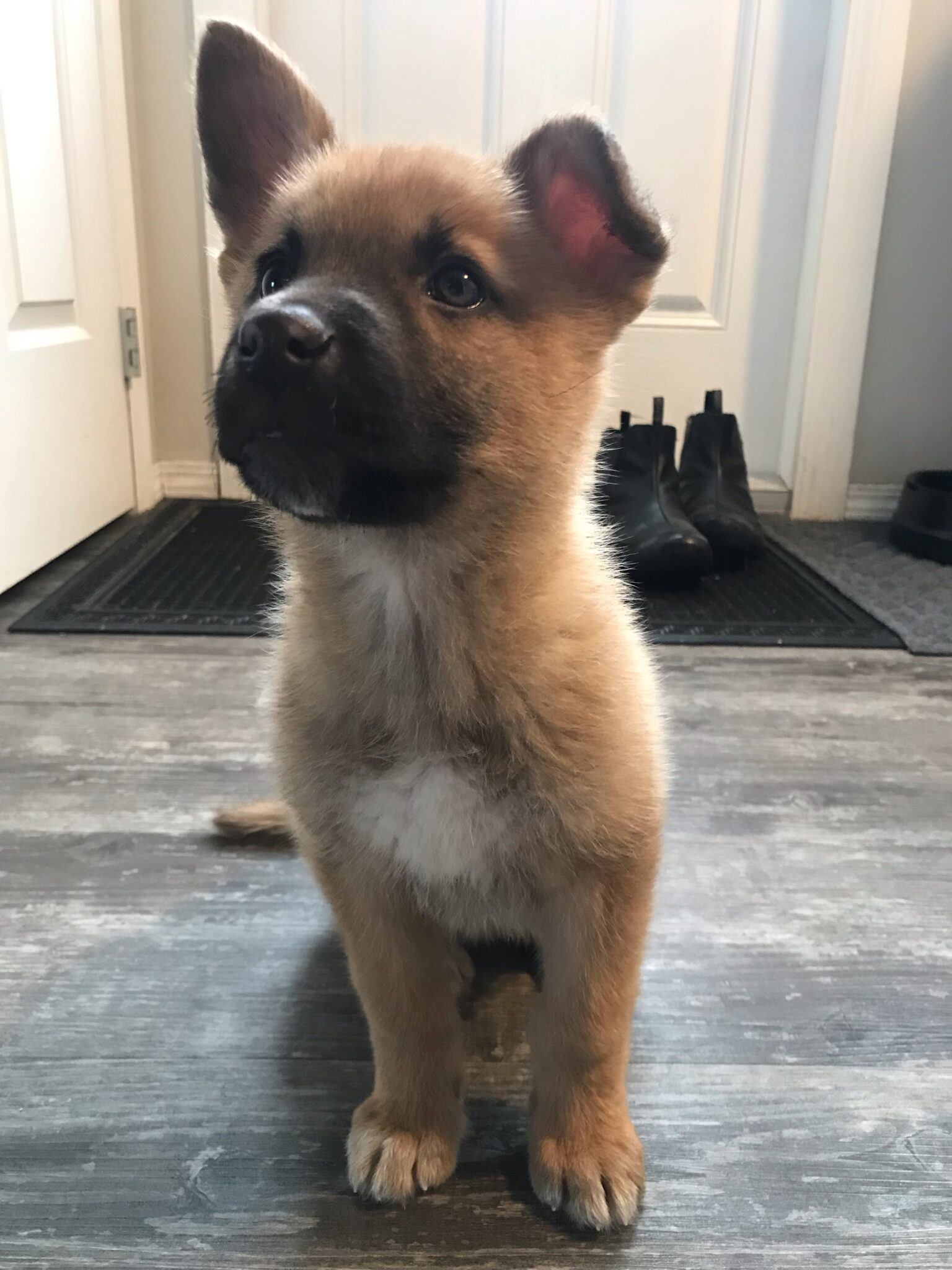 Josie - Manitoba Mutts Dog Rescue