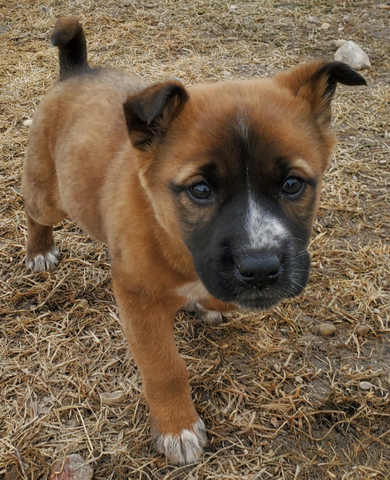 Adoptable Dogs - Manitoba Mutts Dog Rescue