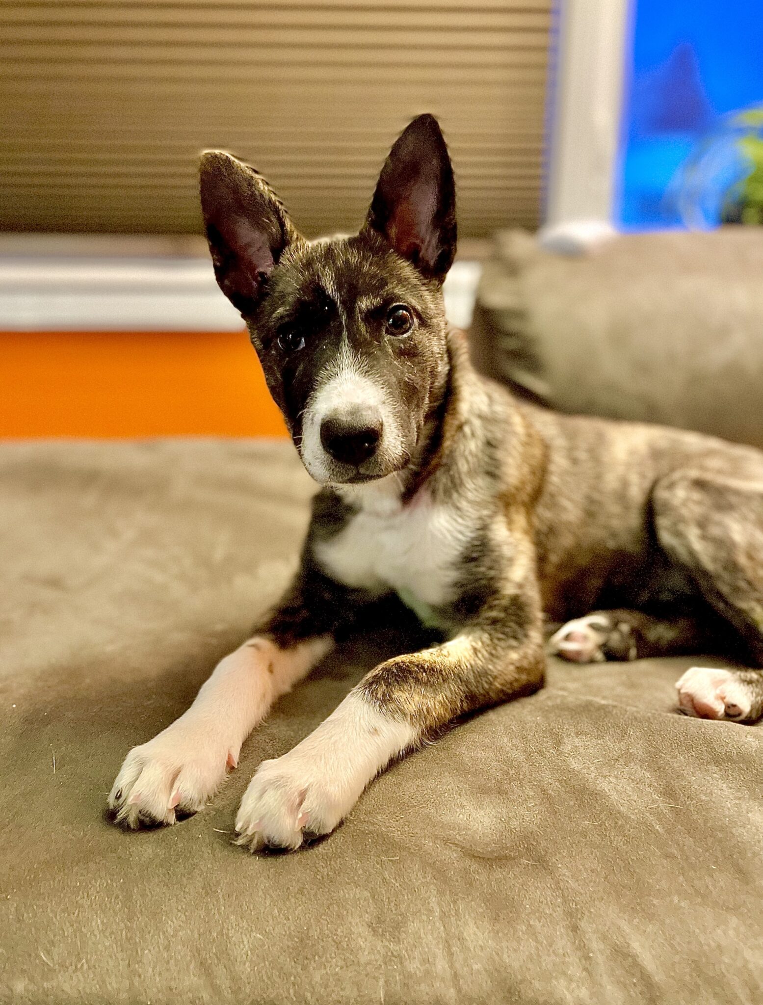 Wendy - Manitoba Mutts Dog Rescue