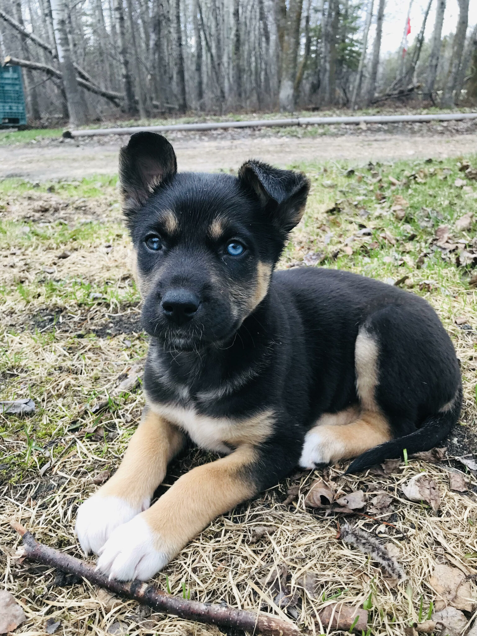Kojak - Manitoba Mutts Dog Rescue