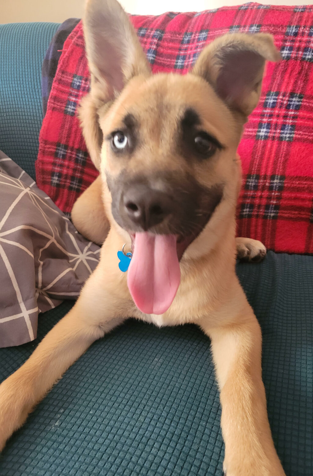 Adoptable Dogs - Manitoba Mutts Dog Rescue