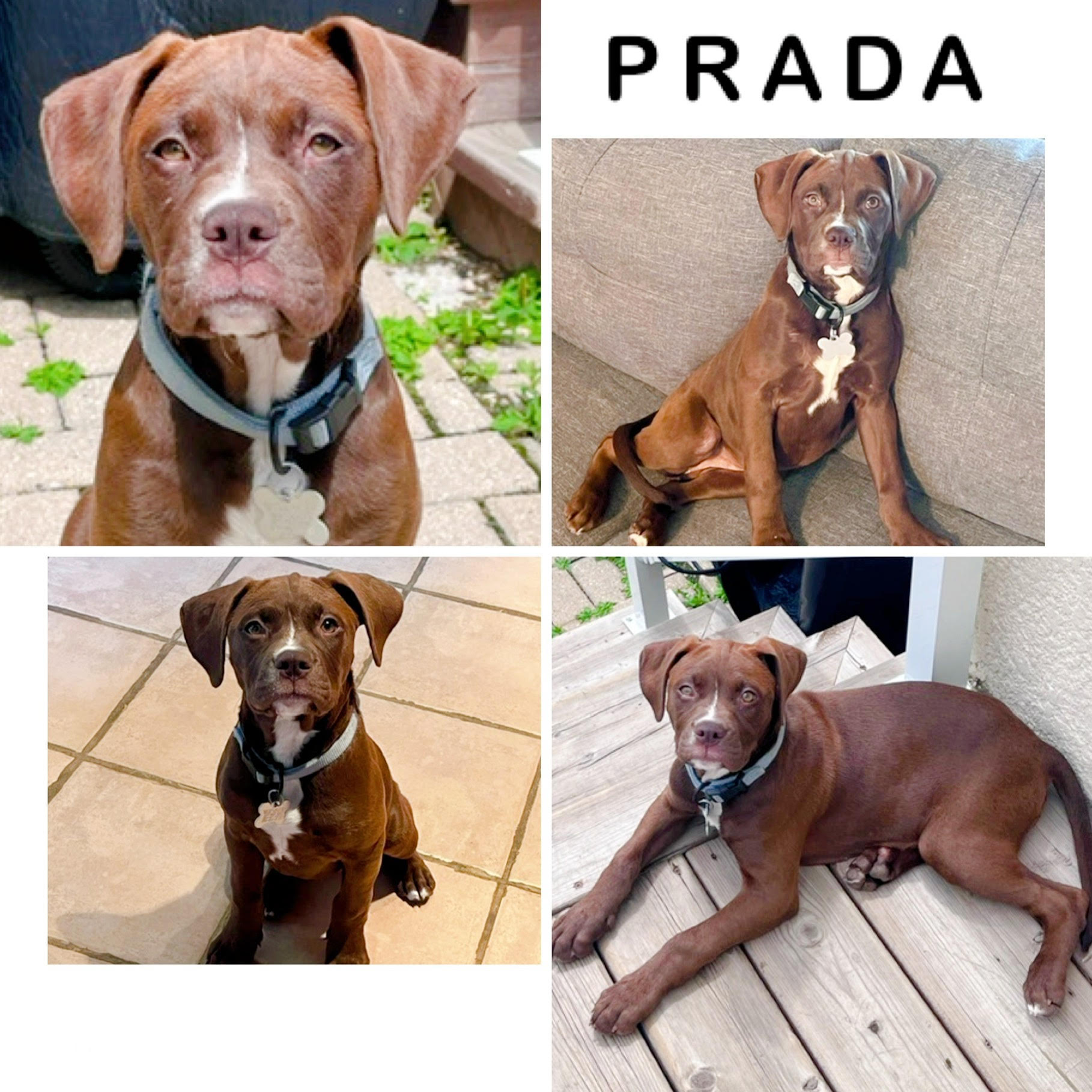 Prada - Manitoba Mutts Dog Rescue