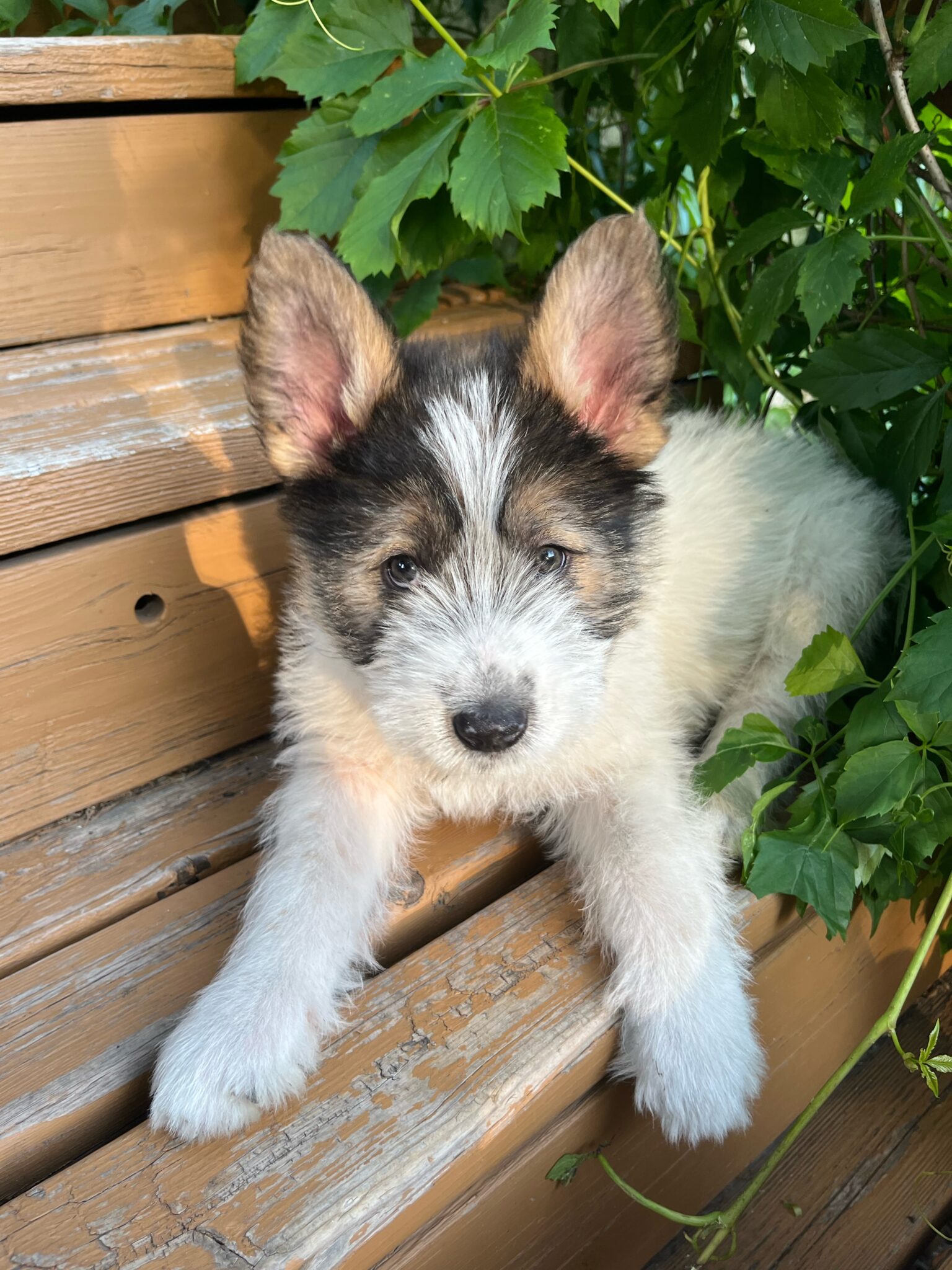 Randall - Manitoba Mutts Dog Rescue