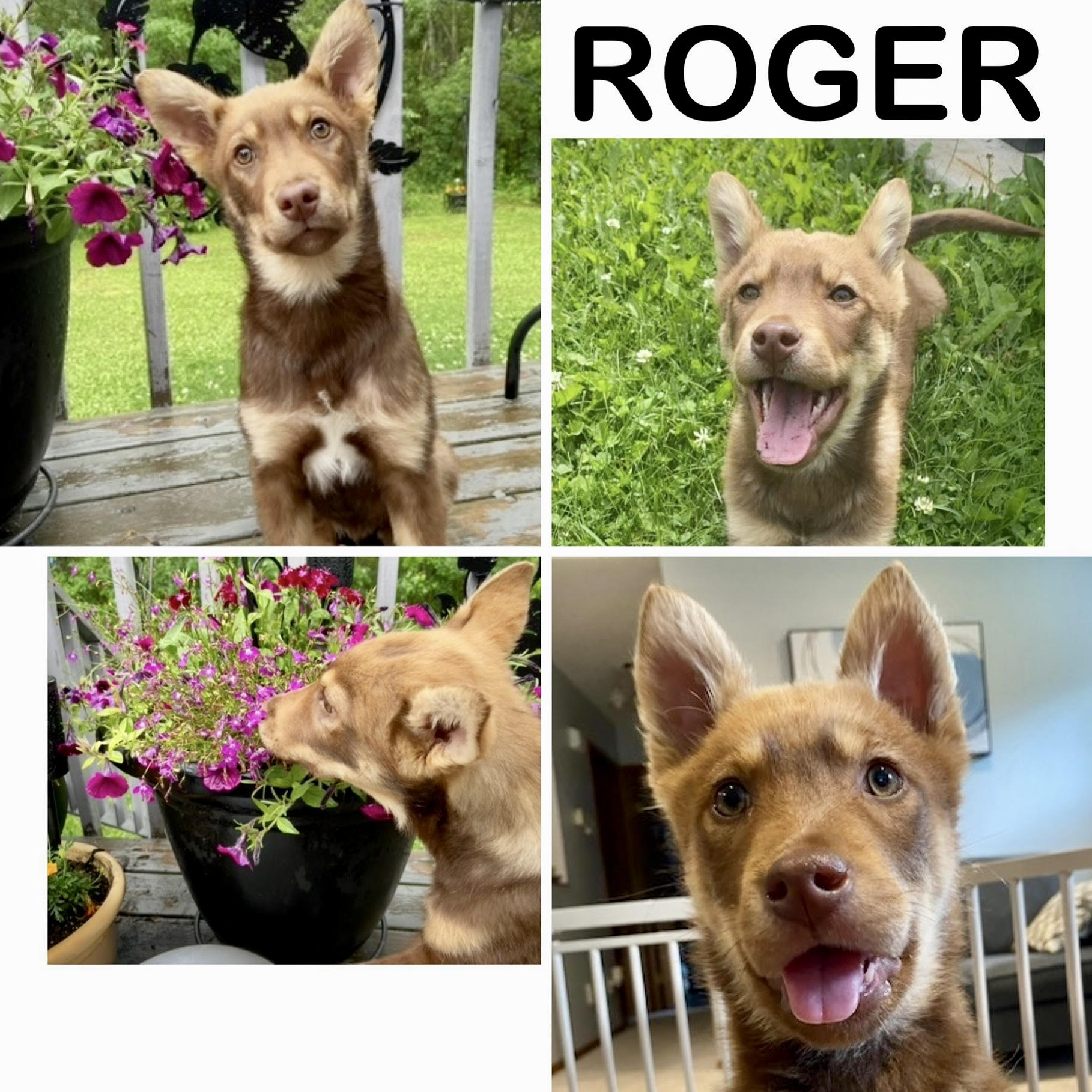 Roger - Manitoba Mutts Dog Rescue