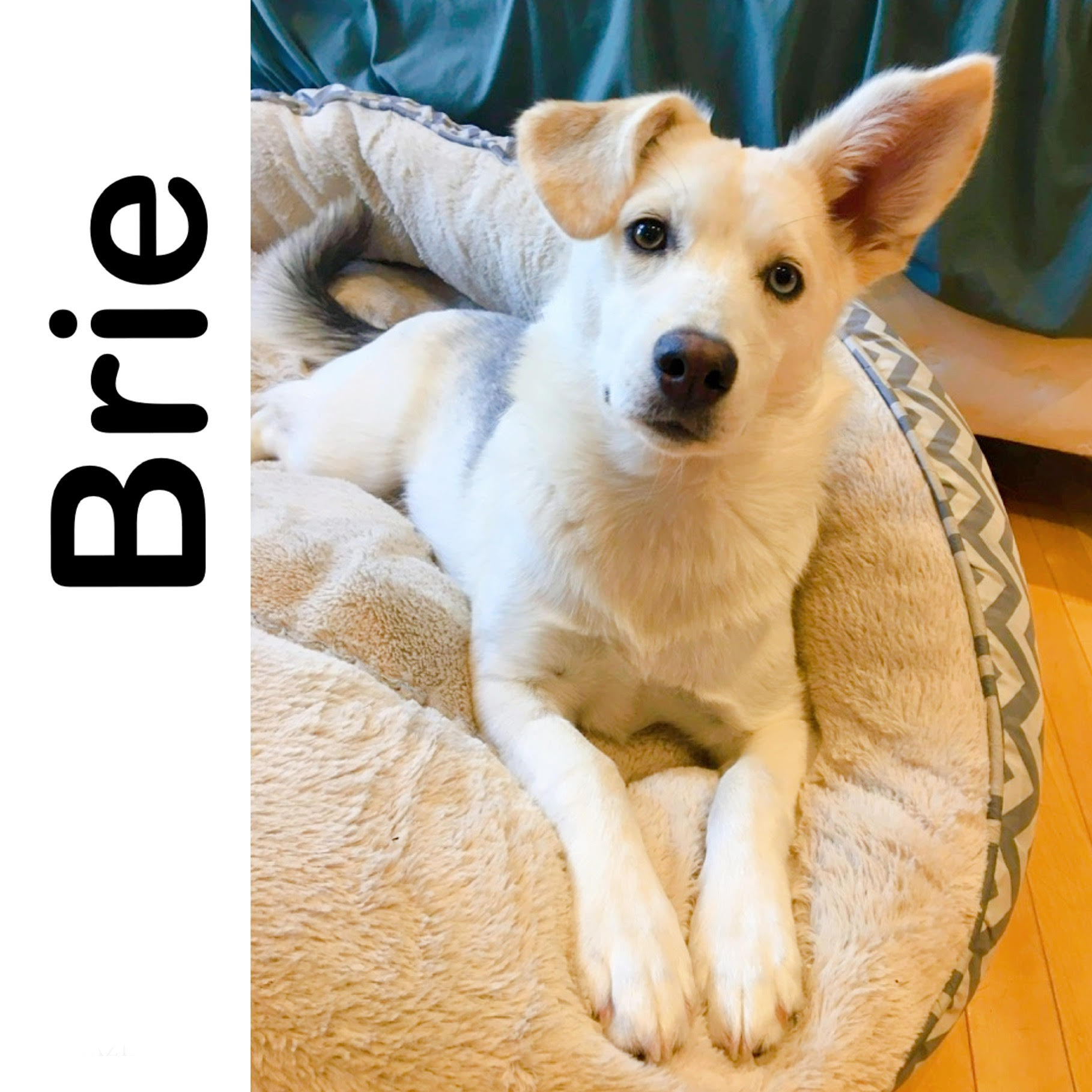 Brie - Manitoba Mutts Dog Rescue