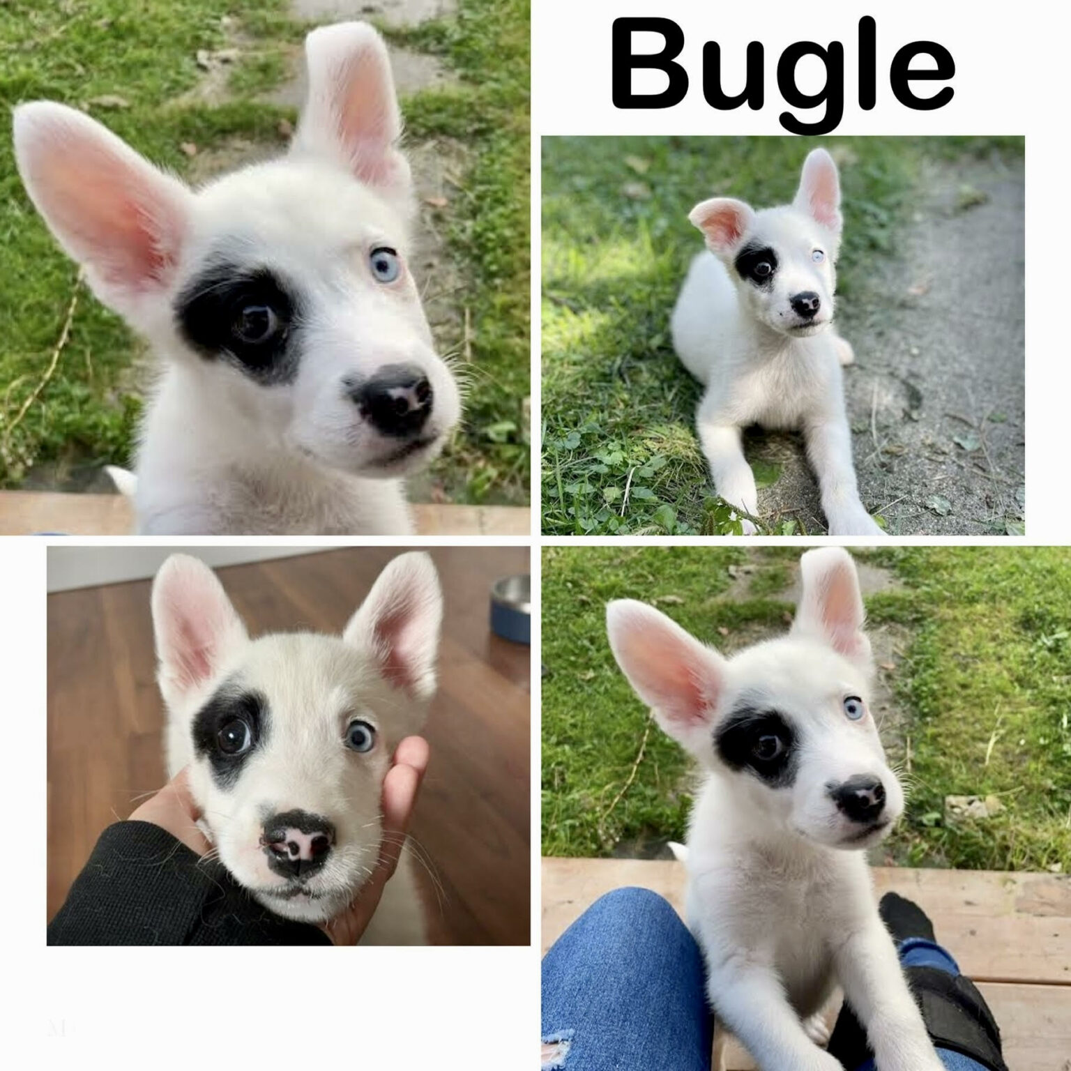 Bugle - Manitoba Mutts Dog Rescue