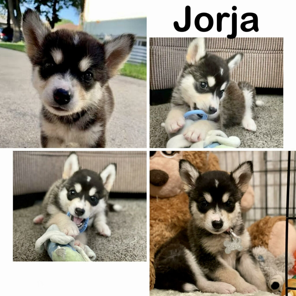 Adoptable Dogs - Manitoba Mutts Dog Rescue