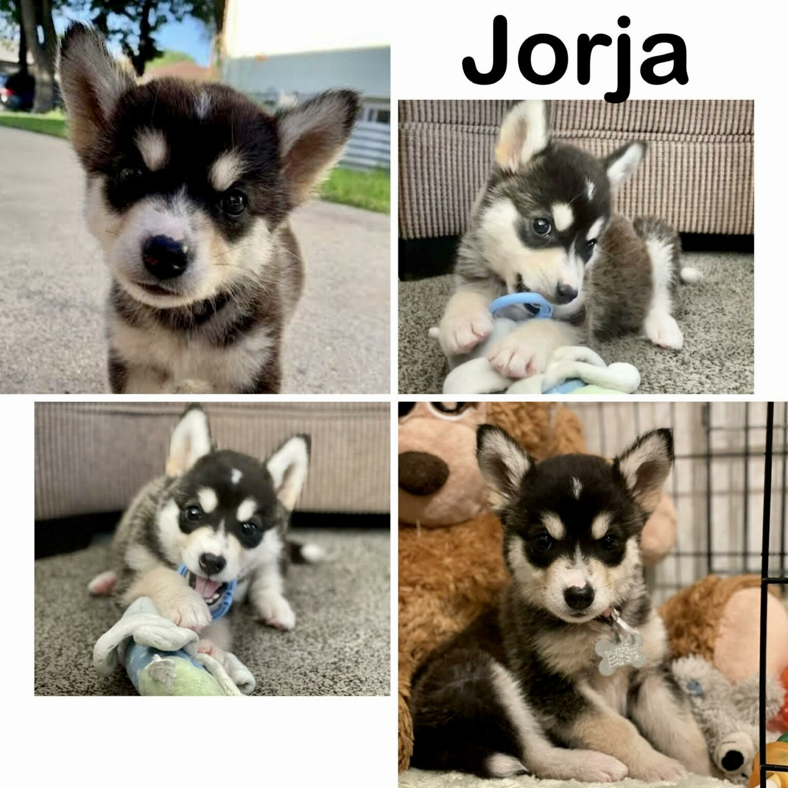 Adoptable Dogs - Manitoba Mutts Dog Rescue