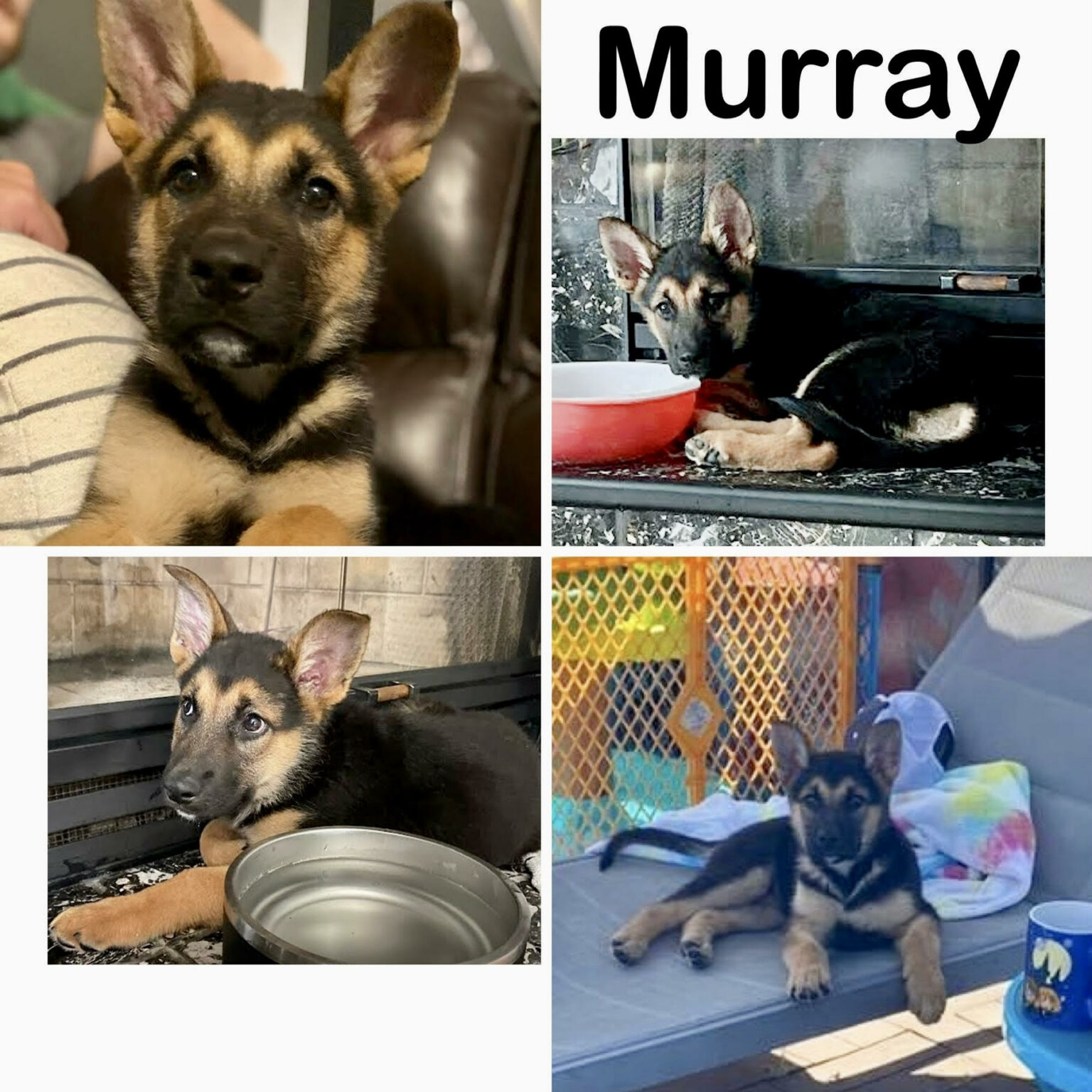 Adoptable Dogs - Manitoba Mutts Dog Rescue