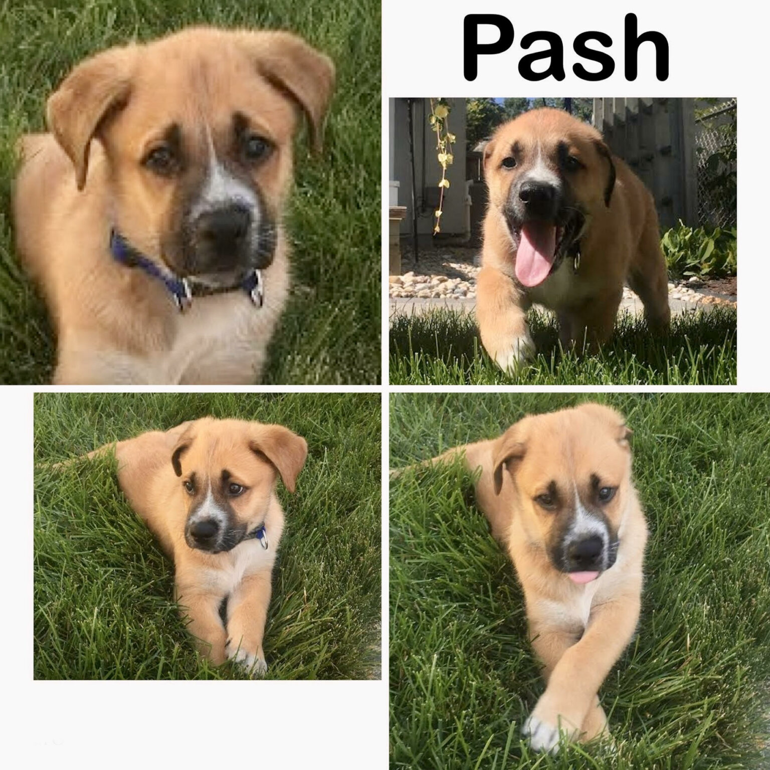 Adoptable Dogs - Manitoba Mutts Dog Rescue