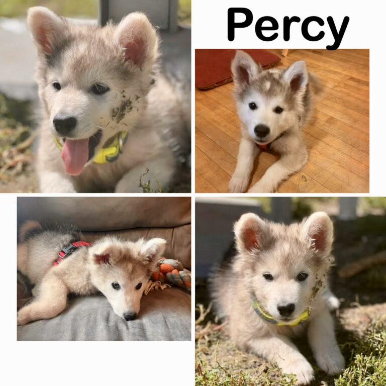 Percy - Manitoba Mutts Dog Rescue
