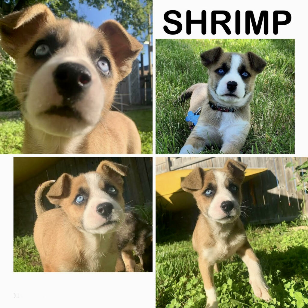 Adoptable Dogs - Manitoba Mutts Dog Rescue