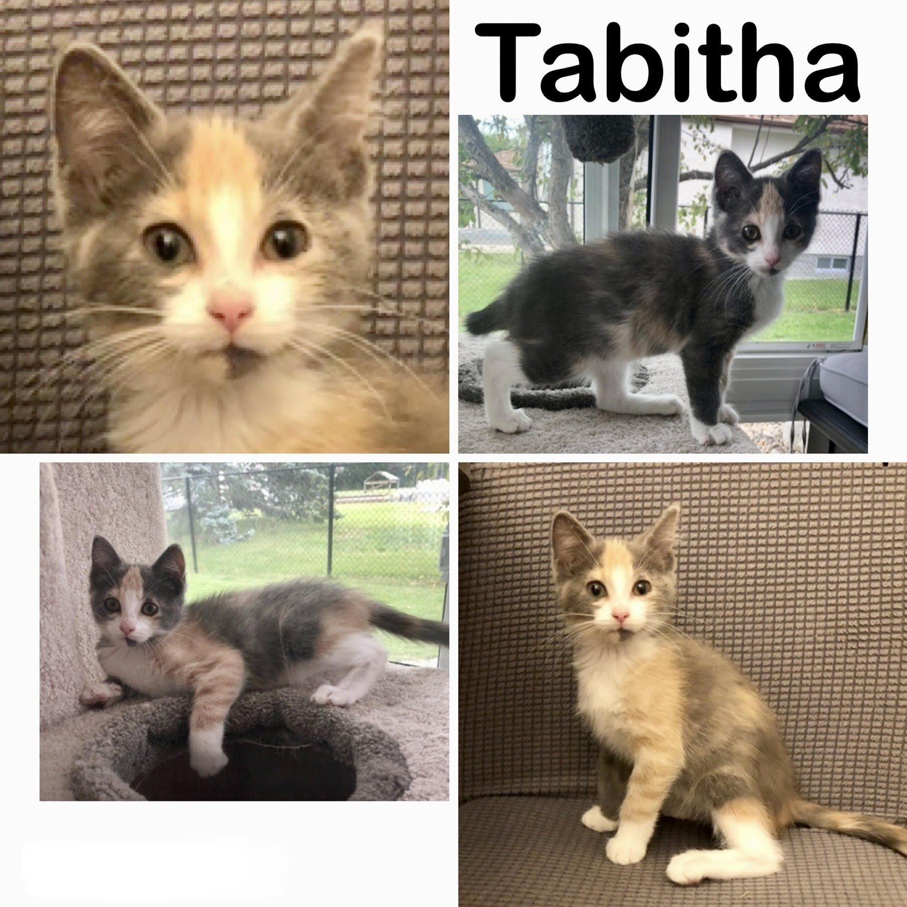 Tabitha - Manitoba Mutts Dog Rescue