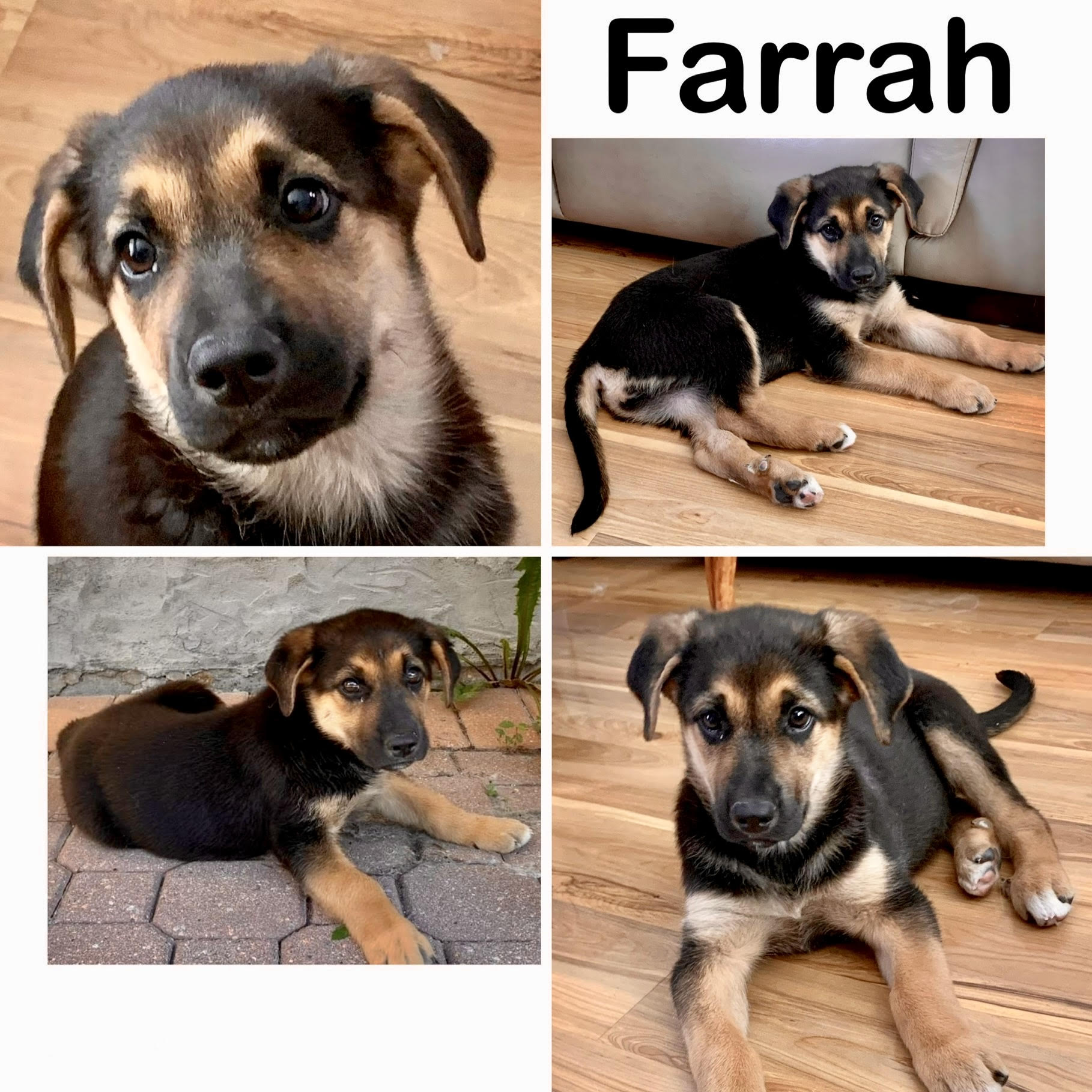 Farrah - Manitoba Mutts Dog Rescue