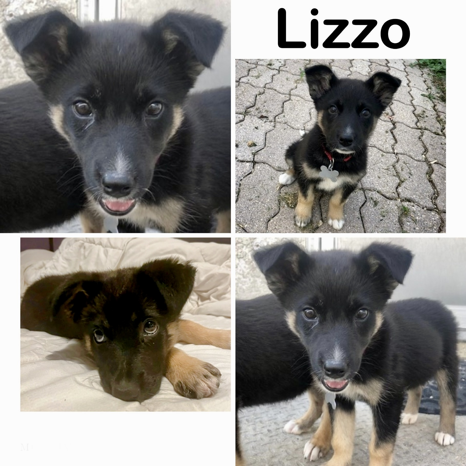 Lizzo - Manitoba Mutts Dog Rescue