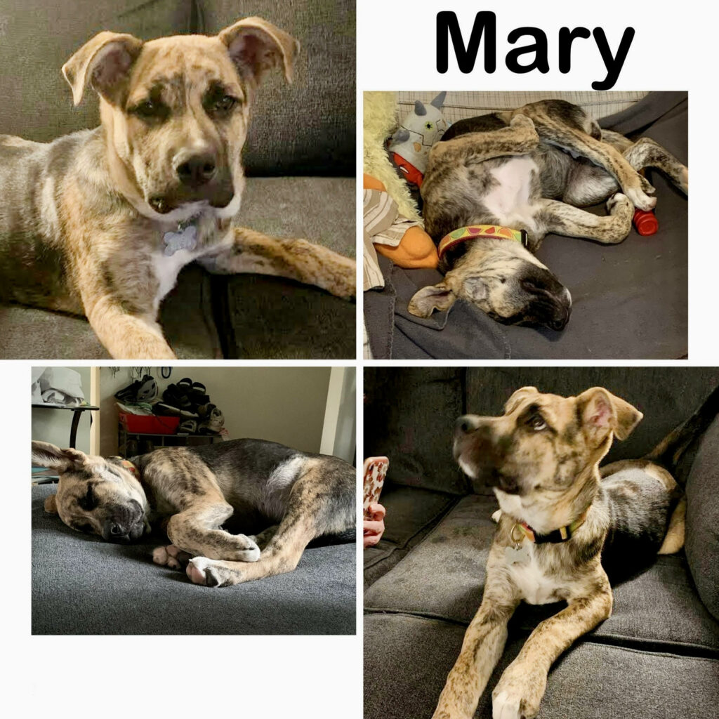 Mary - Manitoba Mutts Dog Rescue