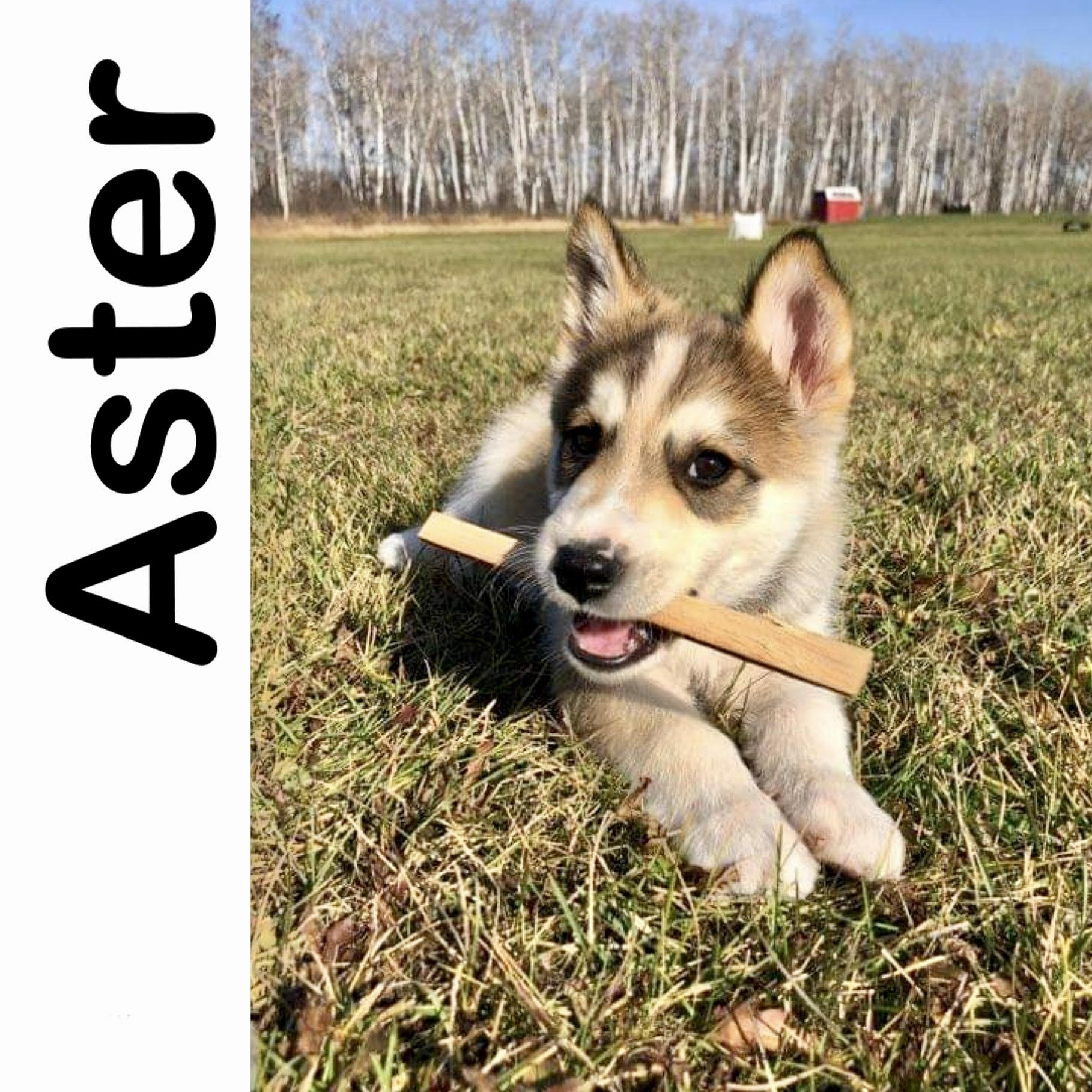 Aster - Manitoba Mutts Dog Rescue
