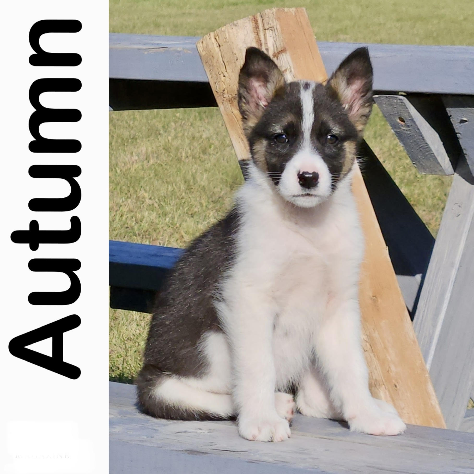 Autumn - Manitoba Mutts Dog Rescue
