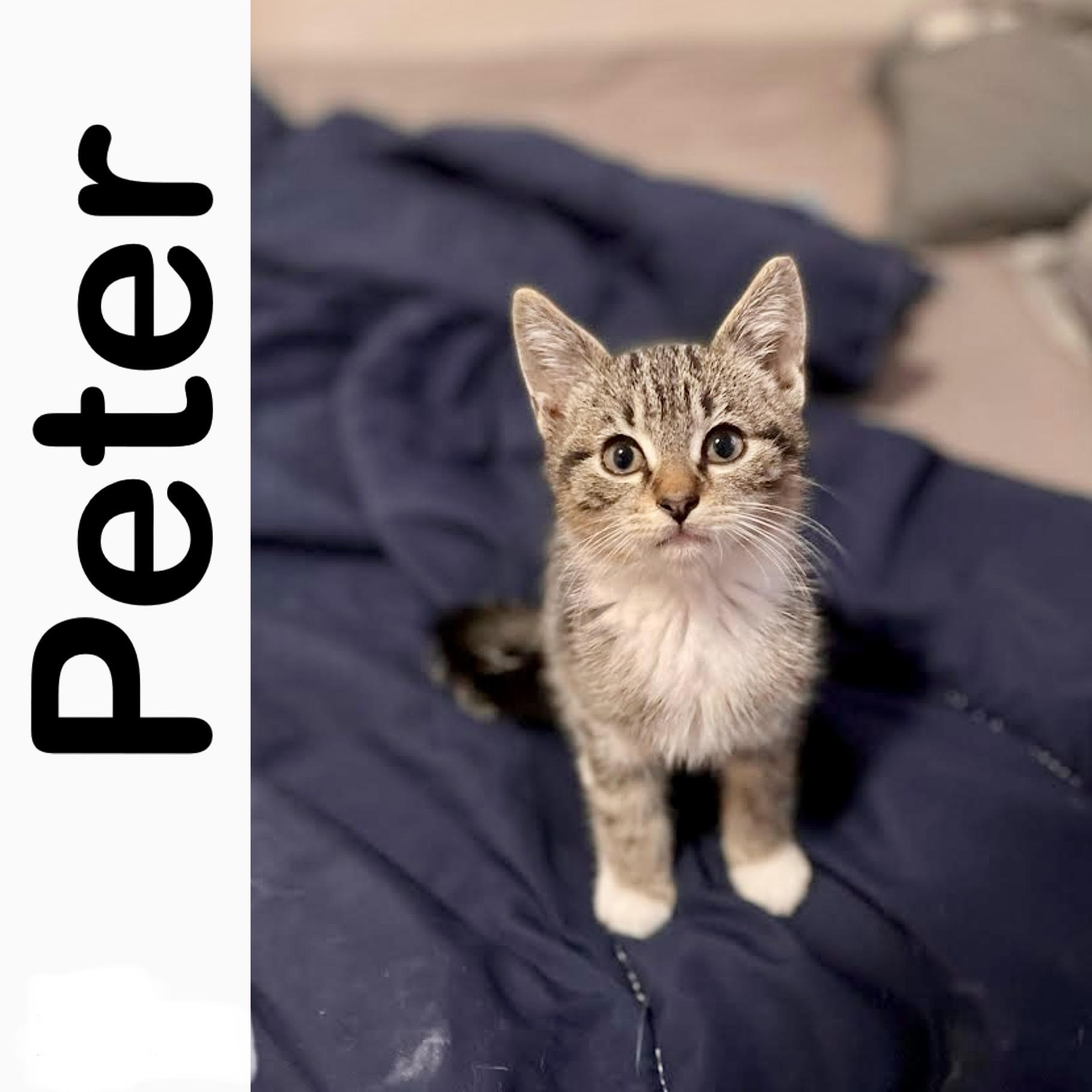 Peter - Manitoba Mutts Dog Rescue