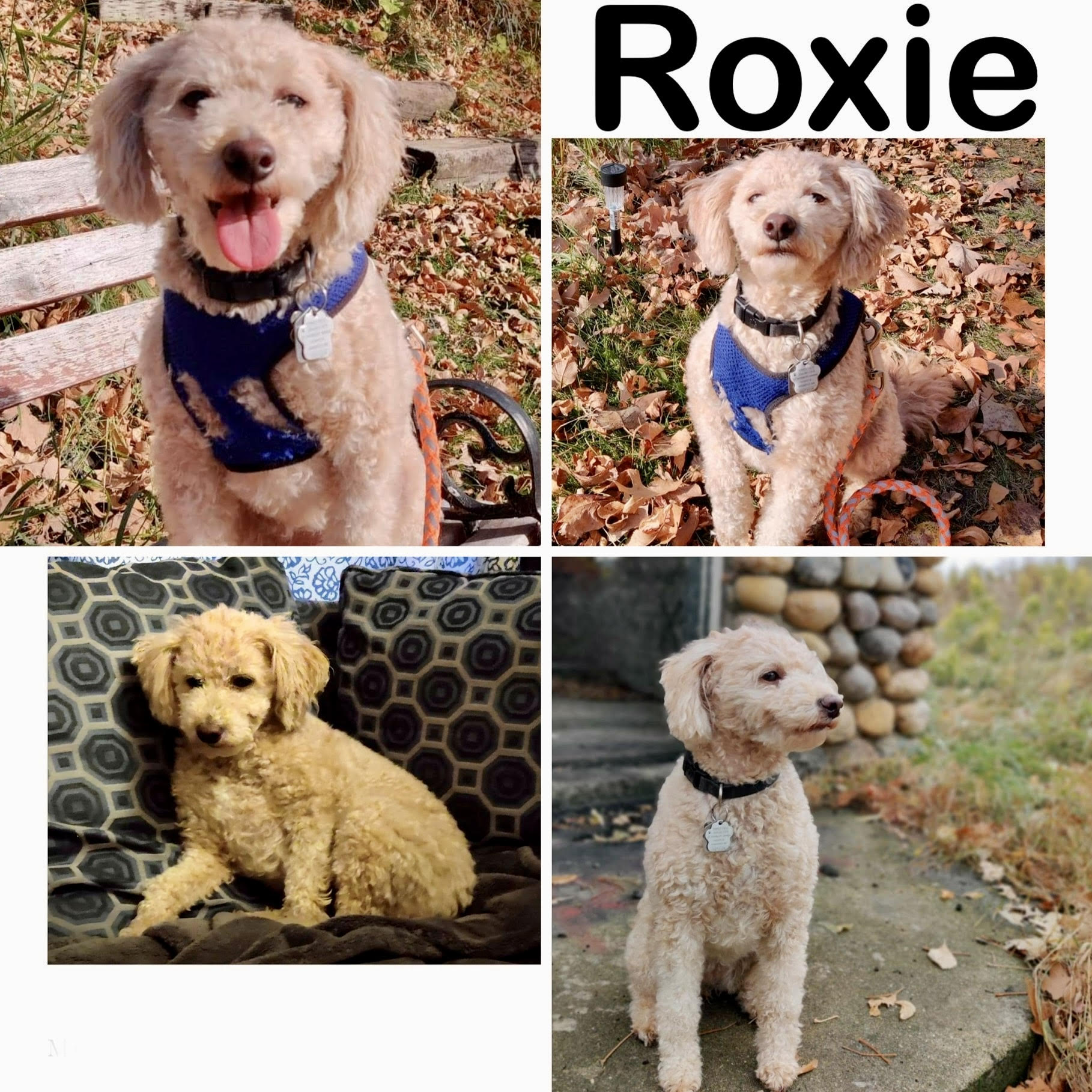 Roxie - Manitoba Mutts Dog Rescue