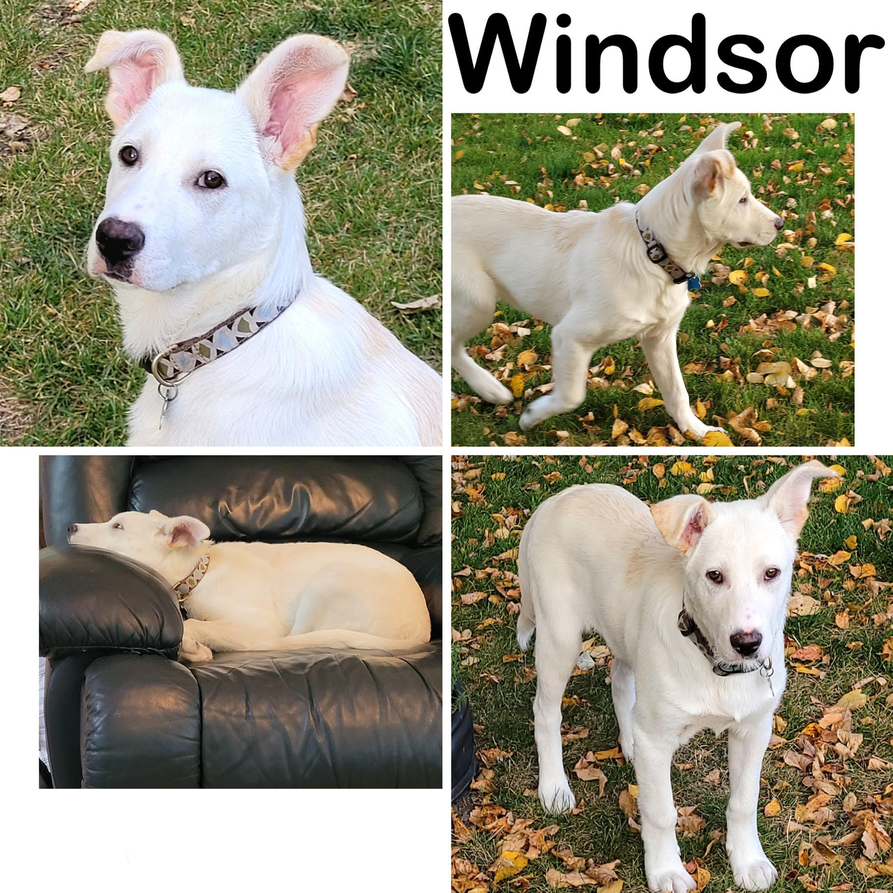 Windsor - Manitoba Mutts Dog Rescue