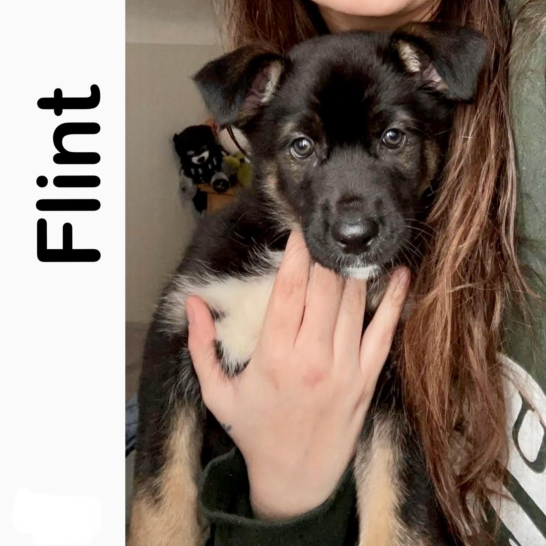 Flint - Manitoba Mutts Dog Rescue