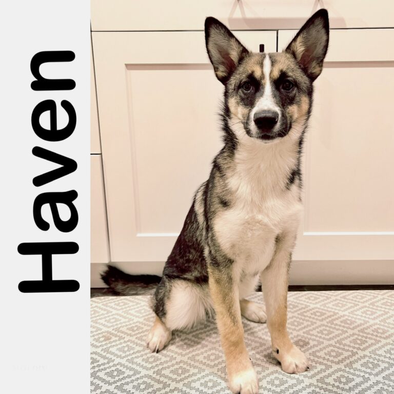 Haven - Manitoba Mutts Dog Rescue
