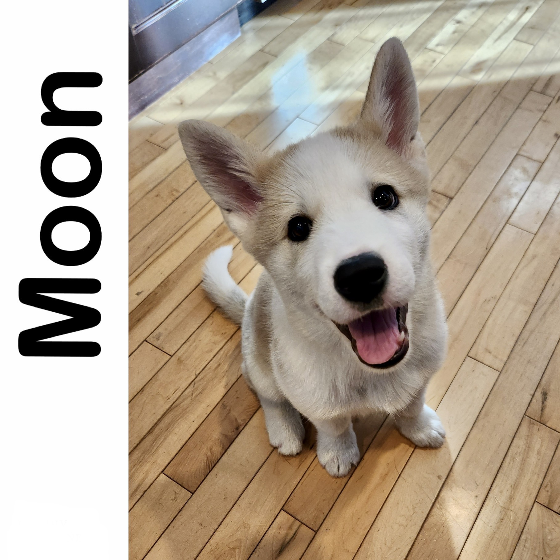 Moon - Manitoba Mutts Dog Rescue