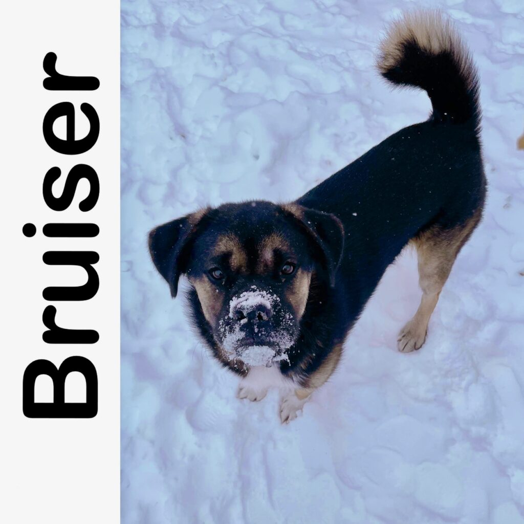 Bruiser - Manitoba Mutts Dog Rescue