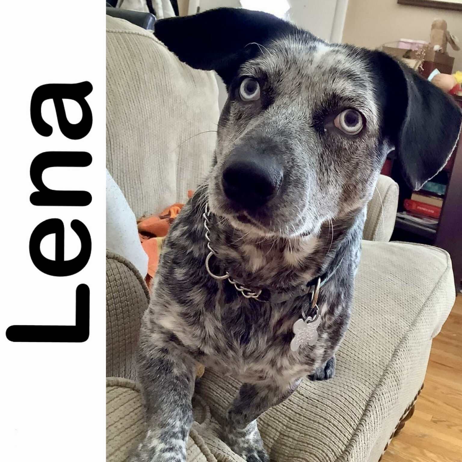 Lena - Manitoba Mutts Dog Rescue