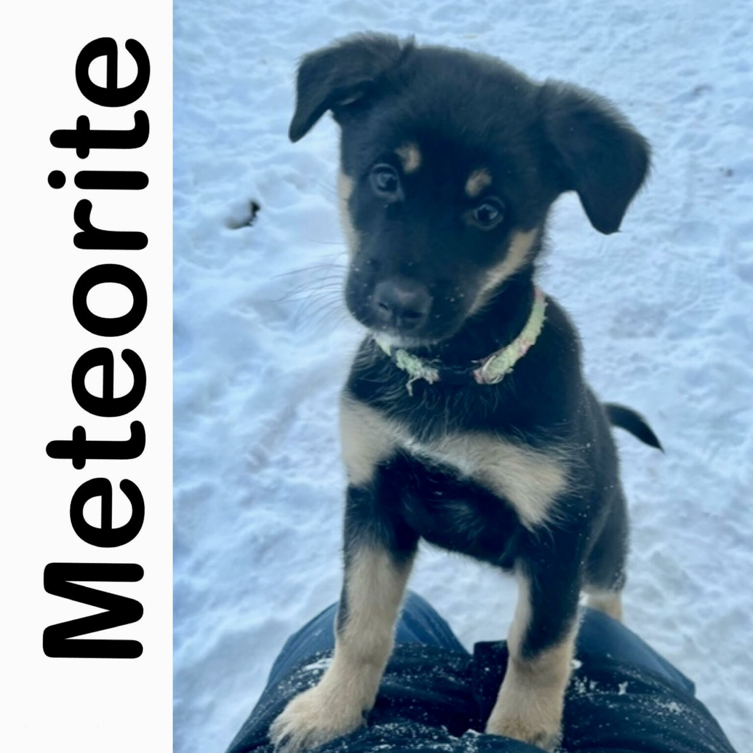 Meteorite - Manitoba Mutts Dog Rescue