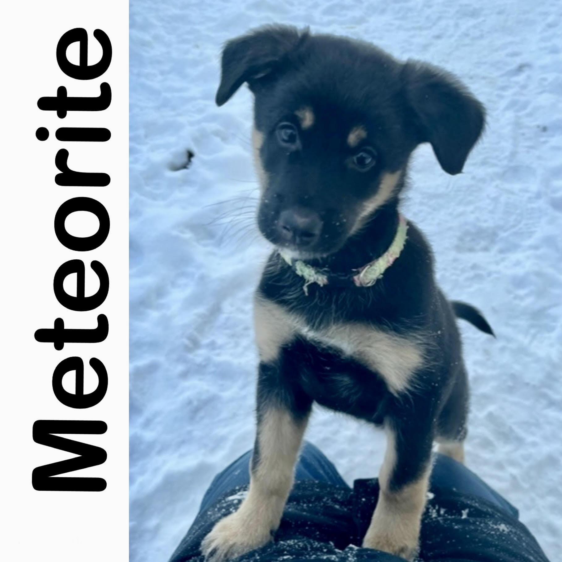 Meteorite - Manitoba Mutts Dog Rescue