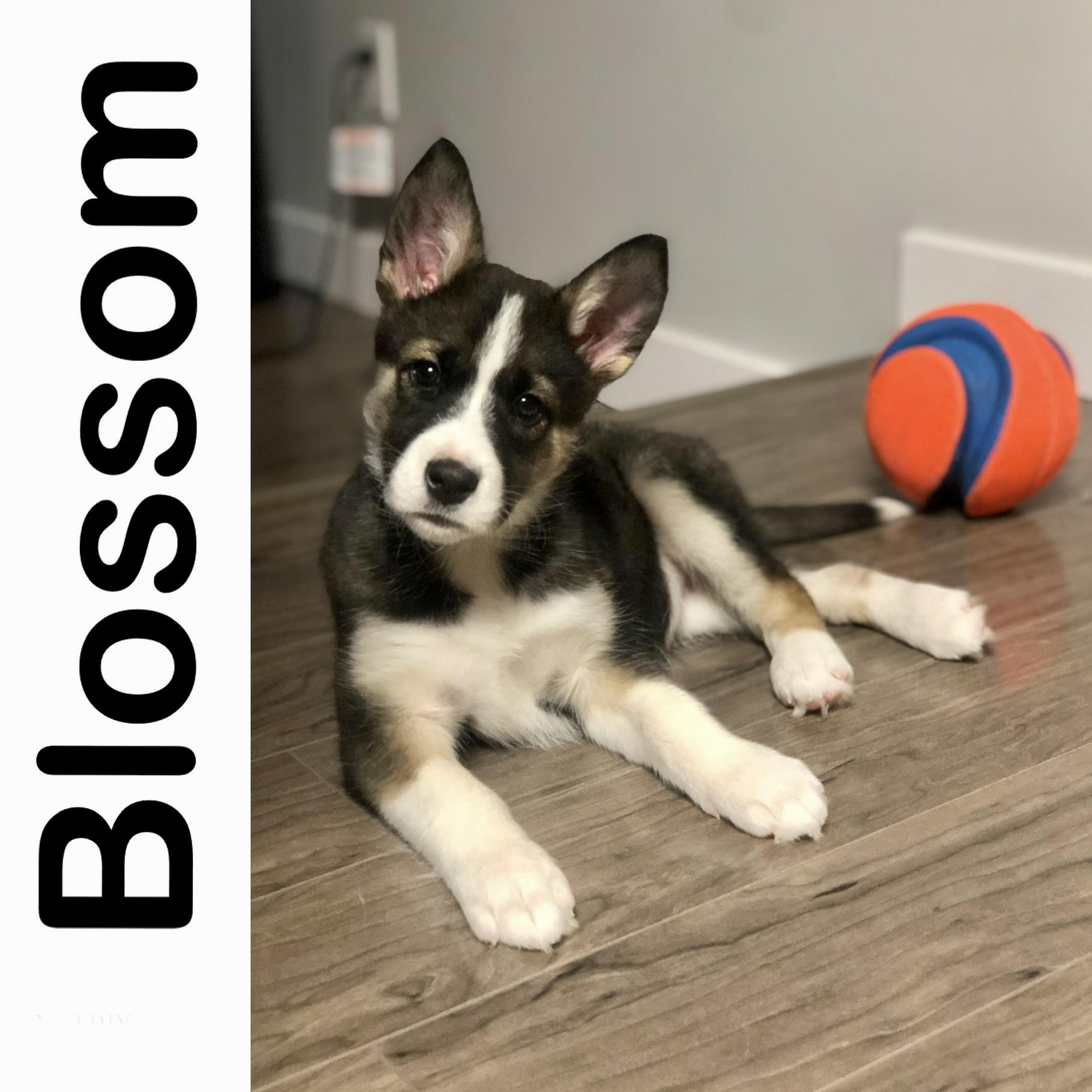 Blossom - Manitoba Mutts Dog Rescue