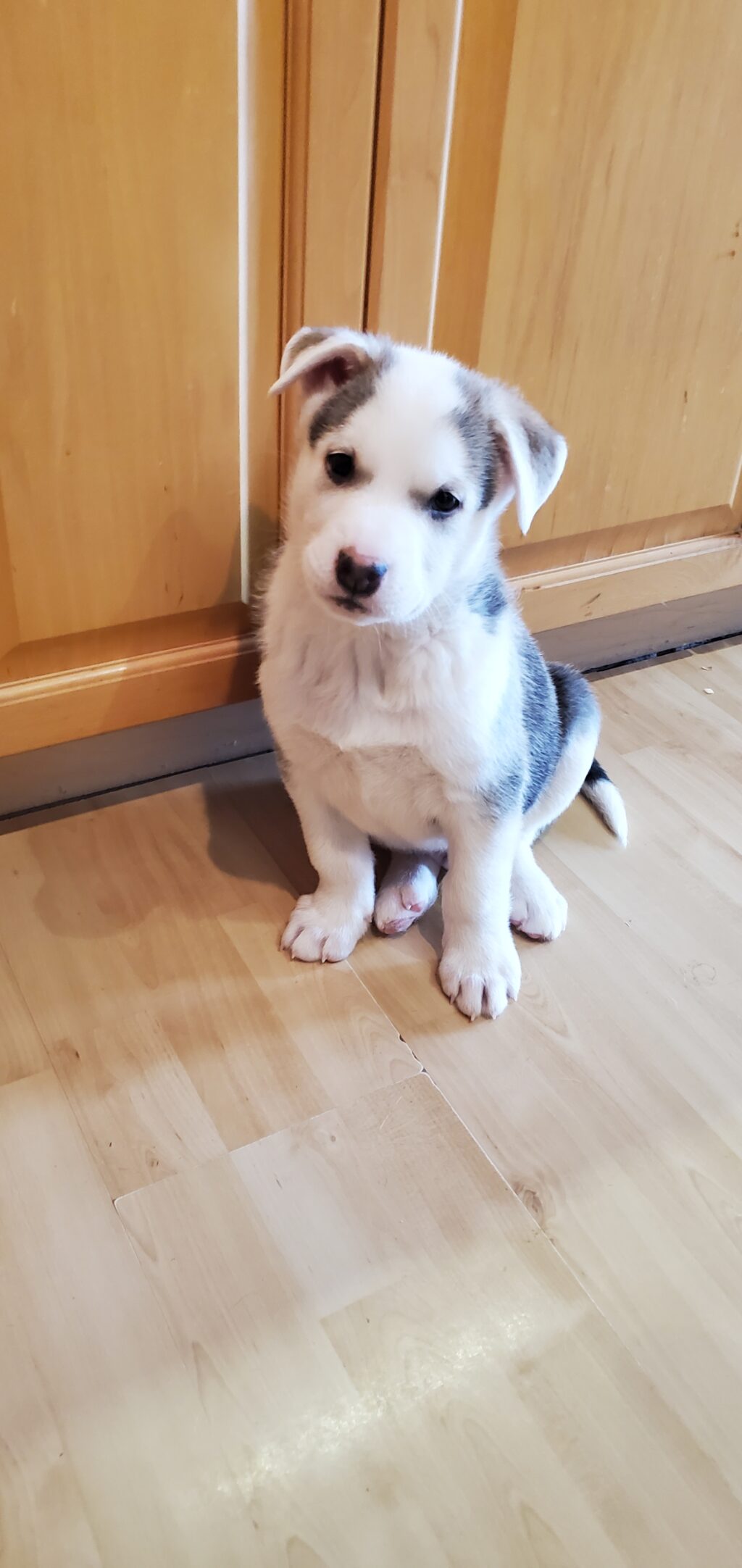 Adoptable Dogs - Manitoba Mutts Dog Rescue