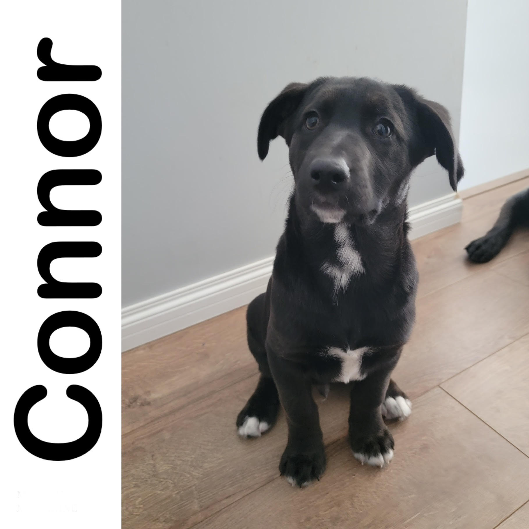 Connor - Manitoba Mutts Dog Rescue