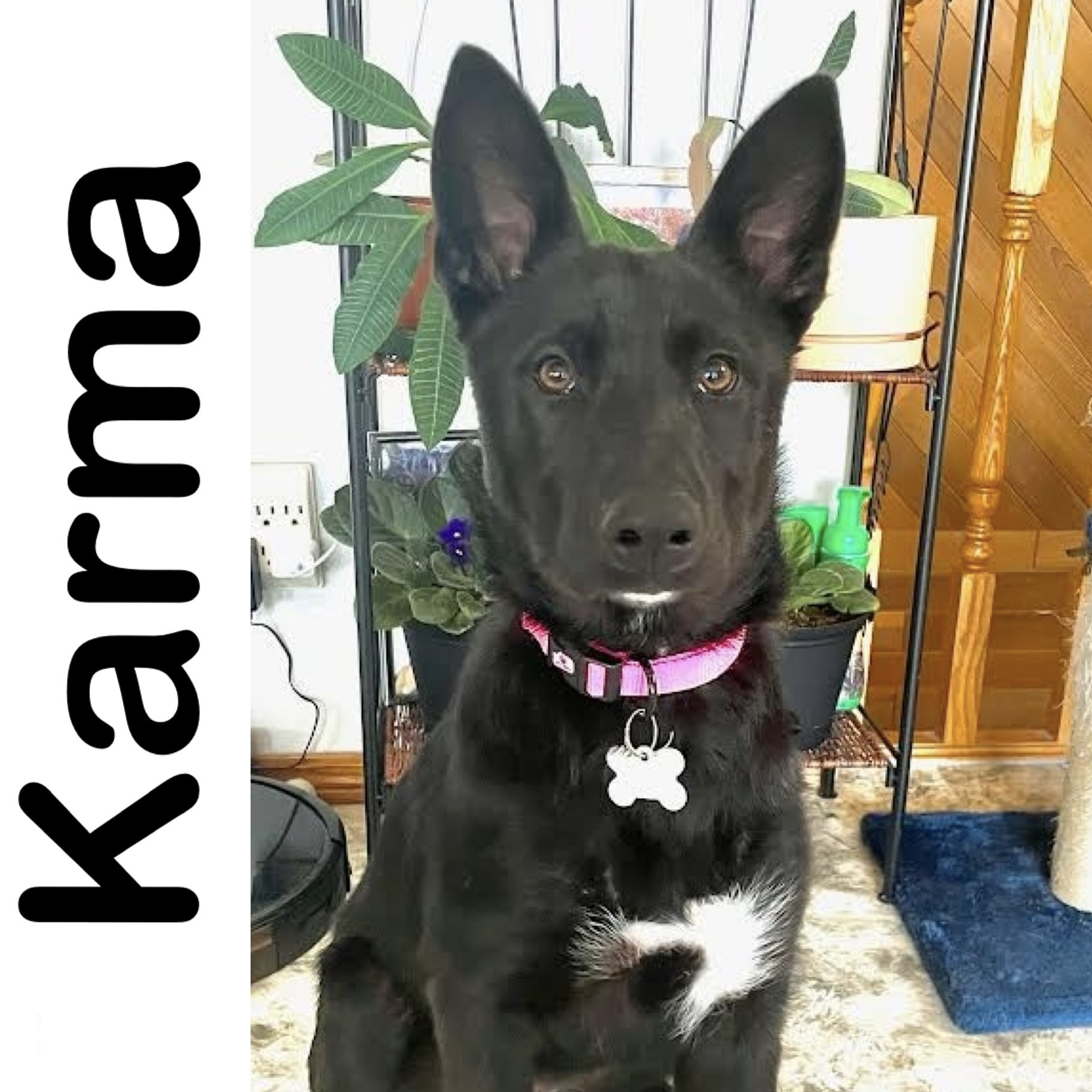 Karma - Manitoba Mutts Dog Rescue
