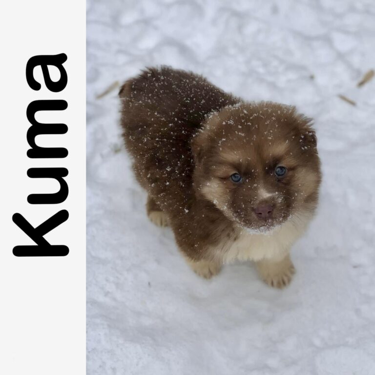 Kuma - Manitoba Mutts Dog Rescue