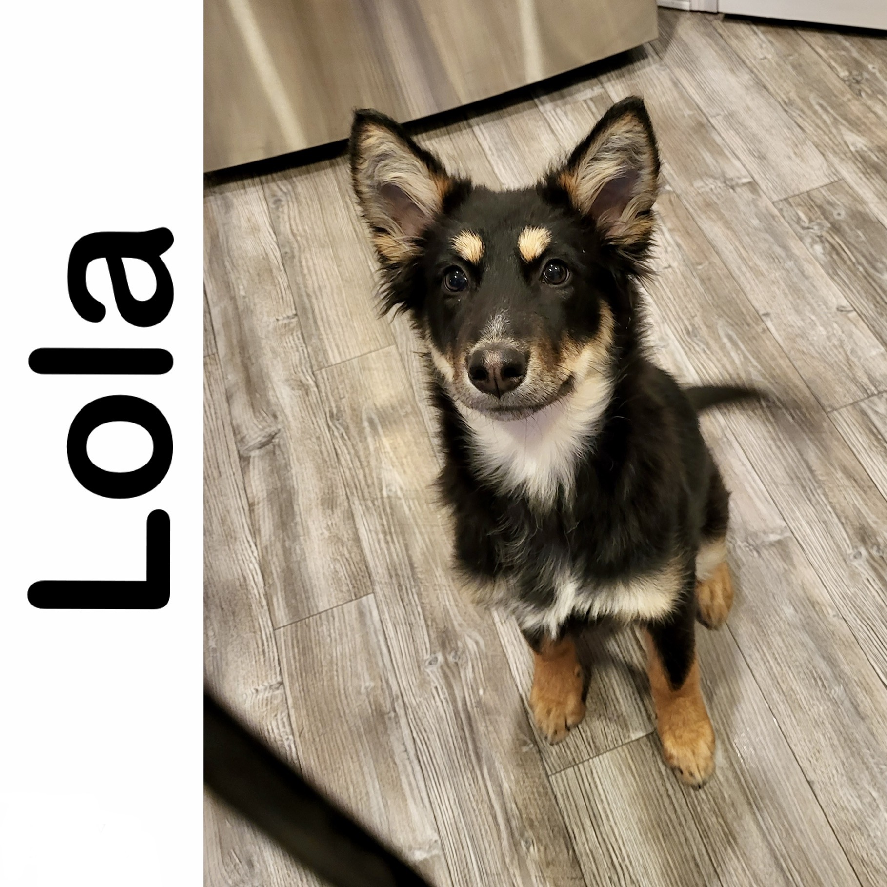 Lola - Manitoba Mutts Dog Rescue