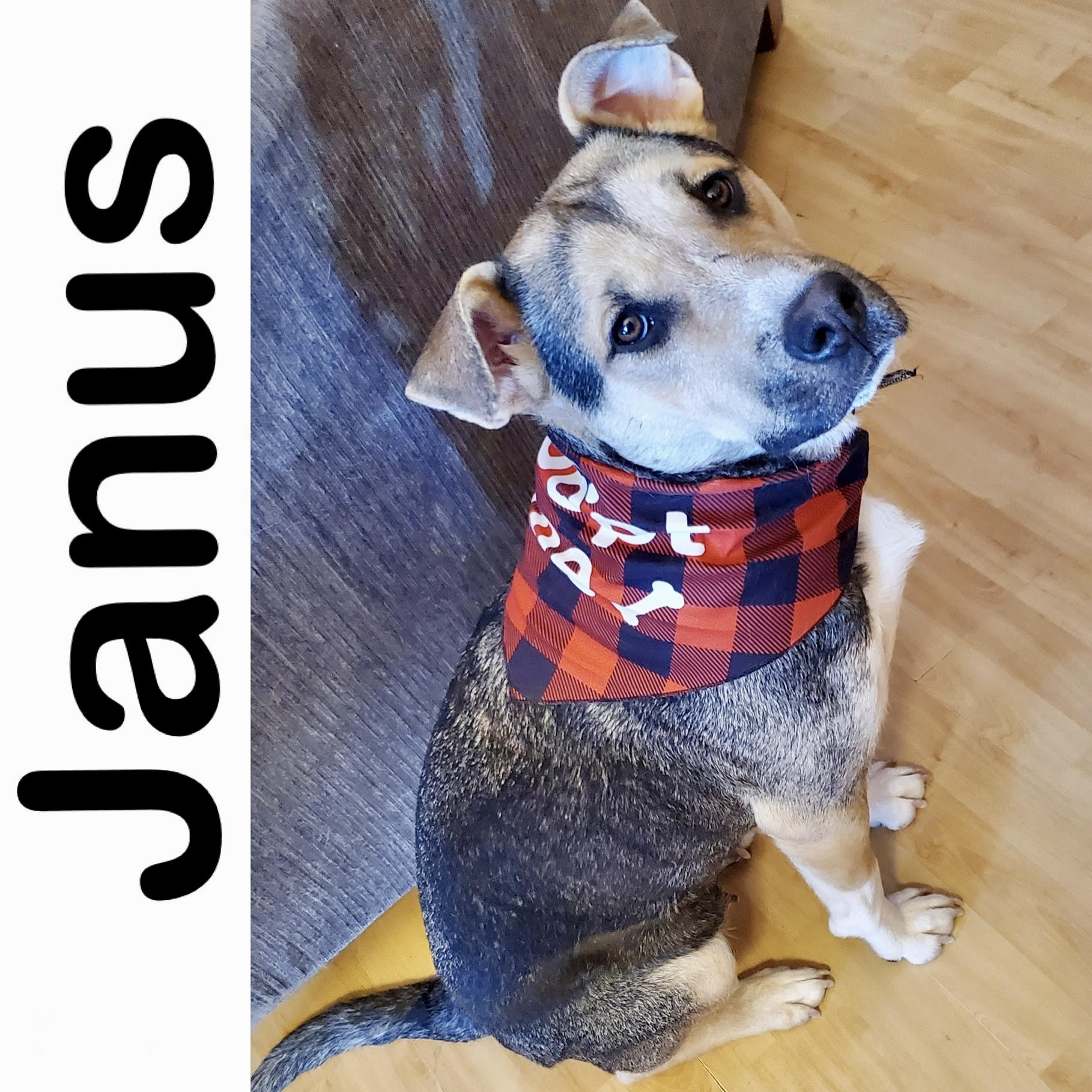 Janus - Manitoba Mutts Dog Rescue