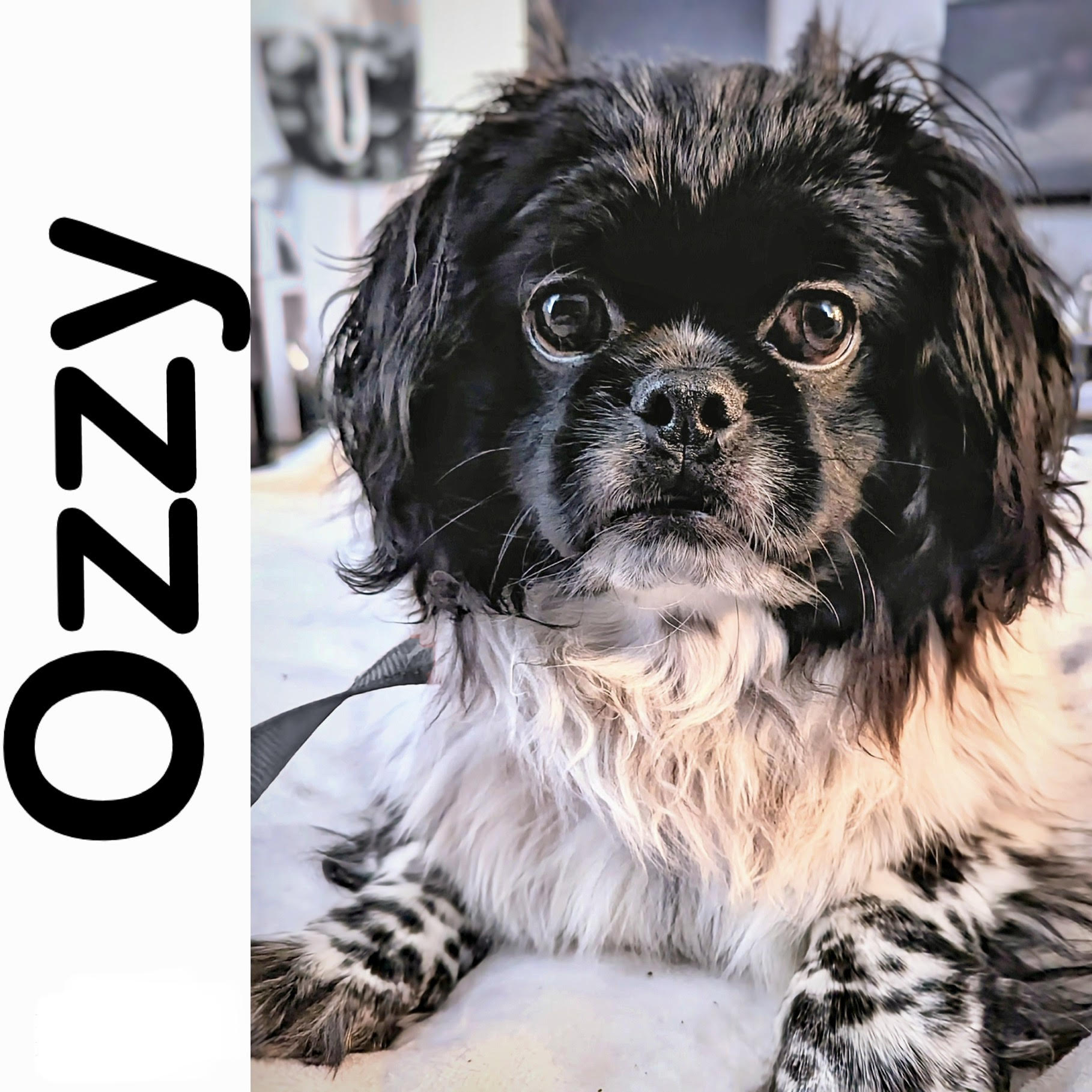 Ozzy - Manitoba Mutts Dog Rescue